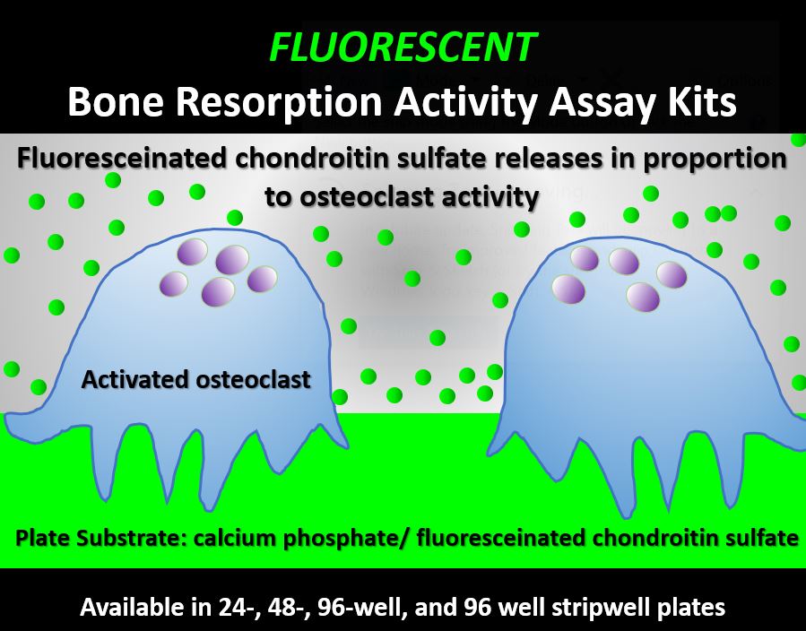 Bone Resorption Assay Kit - 2BScientific