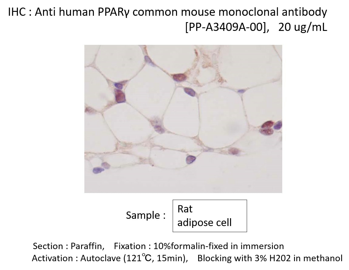 Anti PPAR Gamma 1 and 2 mAb (Clone A3409A)-单抗-深圳欣博盛生物科技有限公司